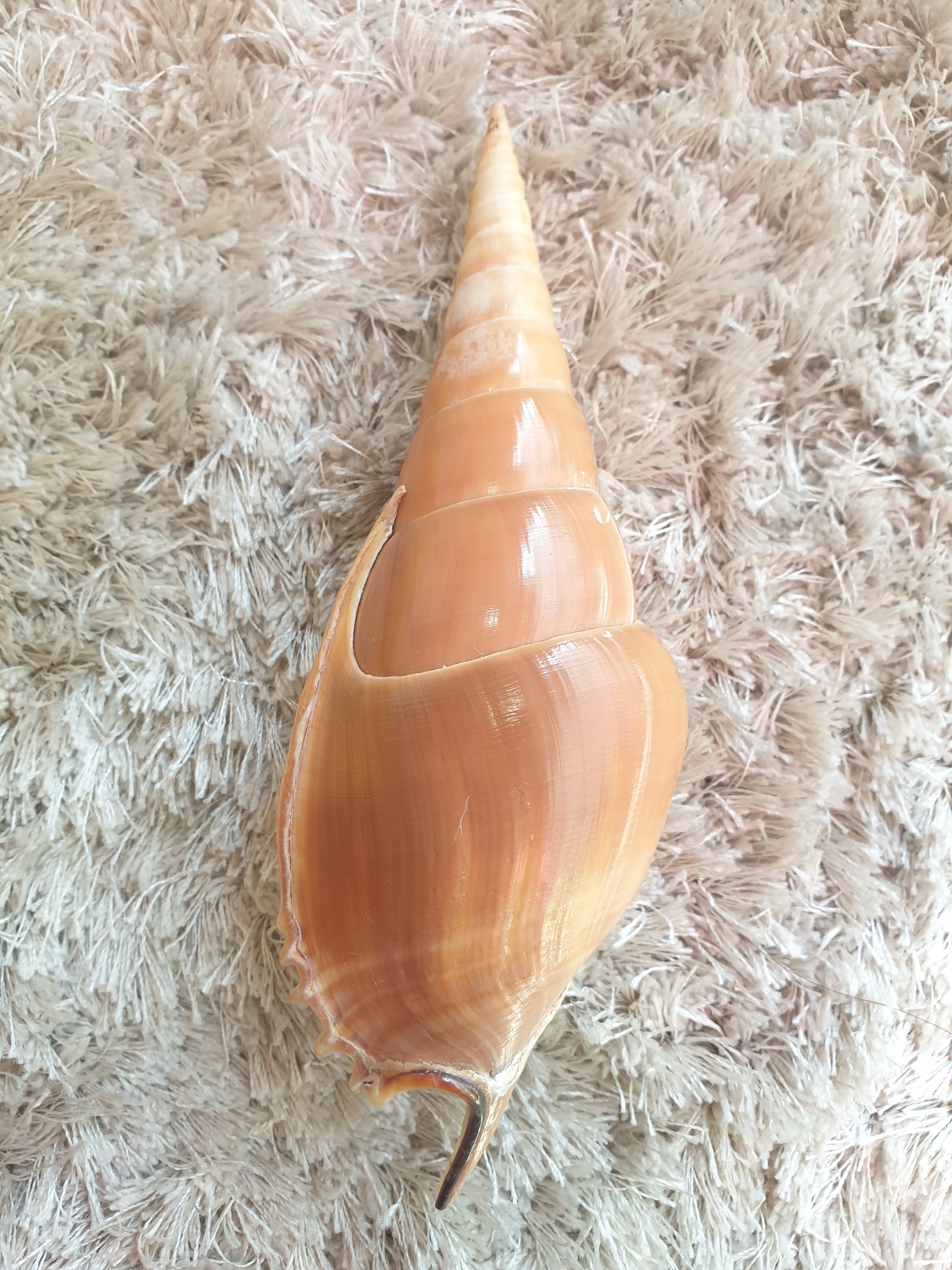 Coquillage TIBIA CURTA naturel : coquillage marin de collection